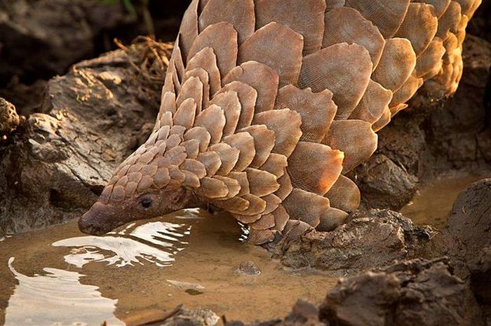 Memiliki Sisik di Tubuhnya, Begini Asal Nama Hewan Trenggiling # ...