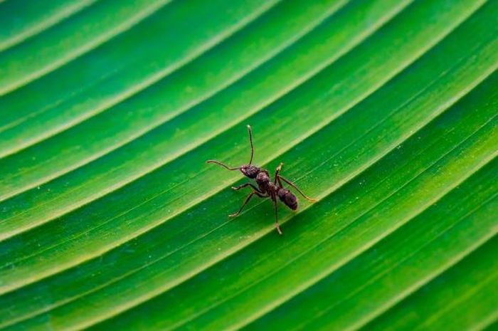 Kaget Tiba-tiba Banyak Semut? Ini Penyebab Banyak Semut Hitam di Kamar ...
