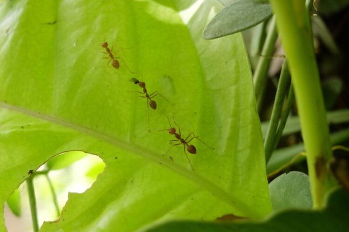 Ngapain Pake Semprotan Serangga, Semut pada Tanaman ternyata Bisa ...