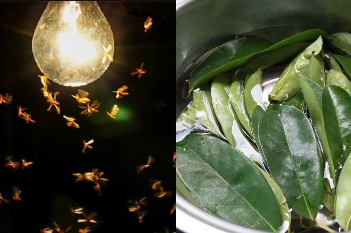 Laron Ternyata Benci Baunya, Cukup Gantung Daun ini Di Depan Pintu, Tak ...