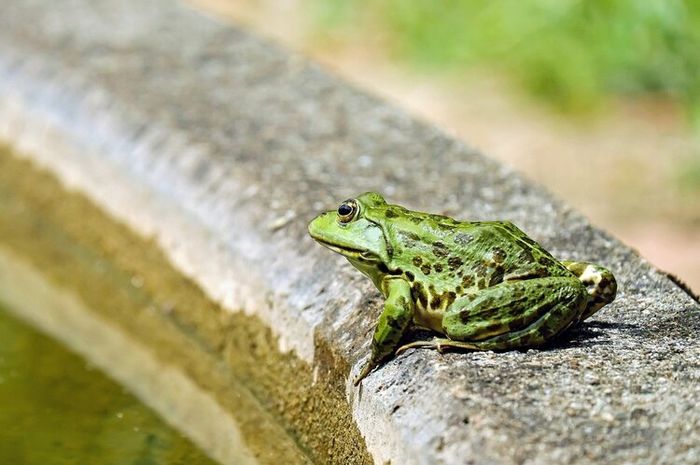 Katak Jadi 'Takut' Masuk Rumah, Tabur Saja 2 Bahan Dapur Ini di Sekitar ...