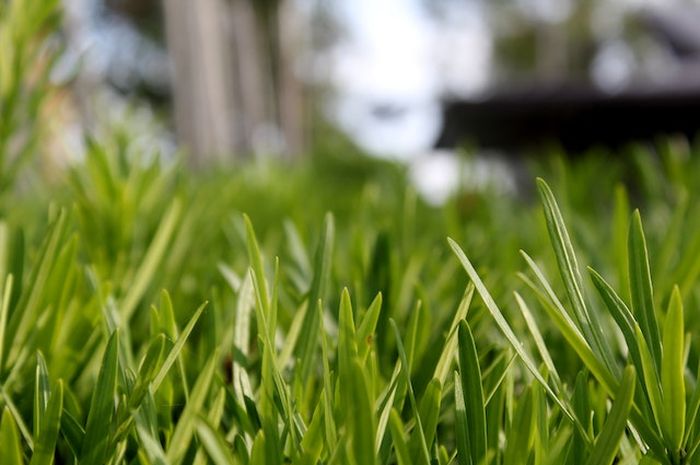 Begini Kondisi Terkini Rumput Stadion GBK Usai BLACKPINK Gelar Konser 2 ...