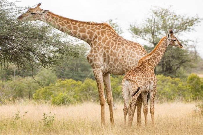 Benarkah Jumlah Tulang Leher Jerapah Sama dengan Manusia? Ini Faktanya ...