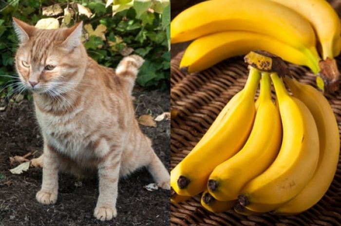 Trik Membuat Kucing Liar Gak BAB Sembarangan Di Halaman Rumah, Cuma Bermodalkan Pisang Bisa ...