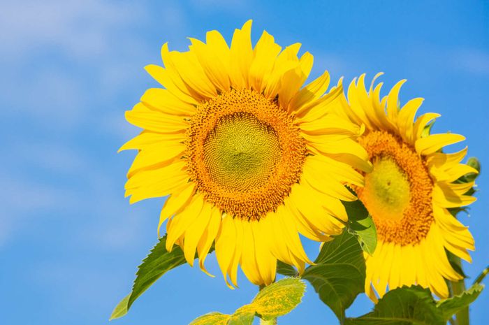 7 Fakta Unik Bunga Matahari, Selalu Menghadap Matahari hingga Punya ...