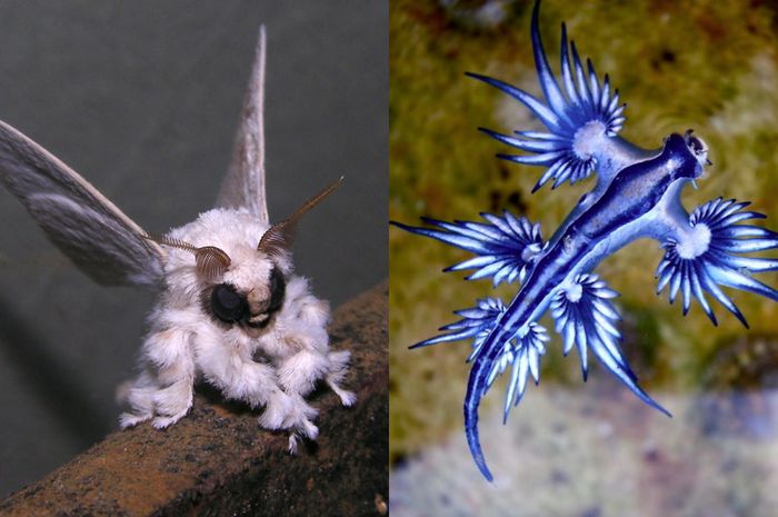 15 Hewan Unik dan Aneh yang Mungkin Enggak Pernah Kamu Lihat! - CewekBanget