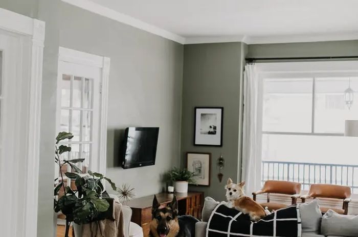 Dua Alasan Warna Hijau Sage Jadi Warna yang Sempurna untuk Ruang Tamu ...