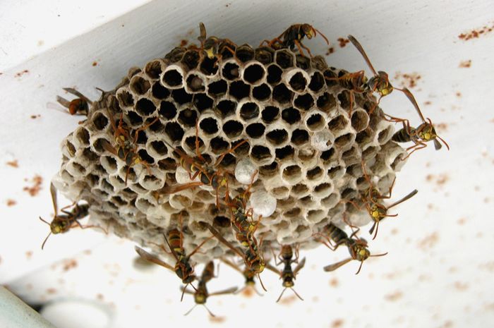 Tanpa Takut Disengat, Ini Cara Singkirkan Sarang Tawon dari Rumah ...