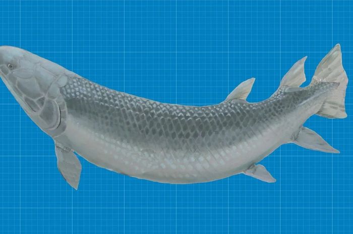 Penemuan Spesies Baru Ikan Predator Raksasa Berusia 36 Juta Tahun ...