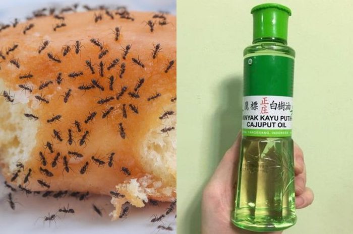 Semut Sudah Ogah Cium Baunya, Begini Trik Usir Semut Pakai Minyak Kayu ...