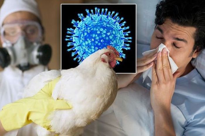 Gejala dan Cara Penanganan Infeksi Flu Burung yang Menginfeksi Manusia ...