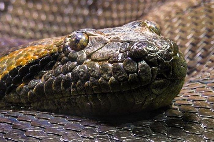 Arti Mimpi tentang Ular Besar Pertanda Baik dan Buruk, Bersiaplah Ada ...