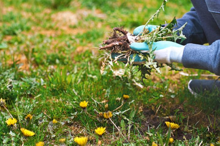 Dipotong Bakal Tumbuh Lagi, Kalau Mau Rumput Liar Depan Rumah Benar ...