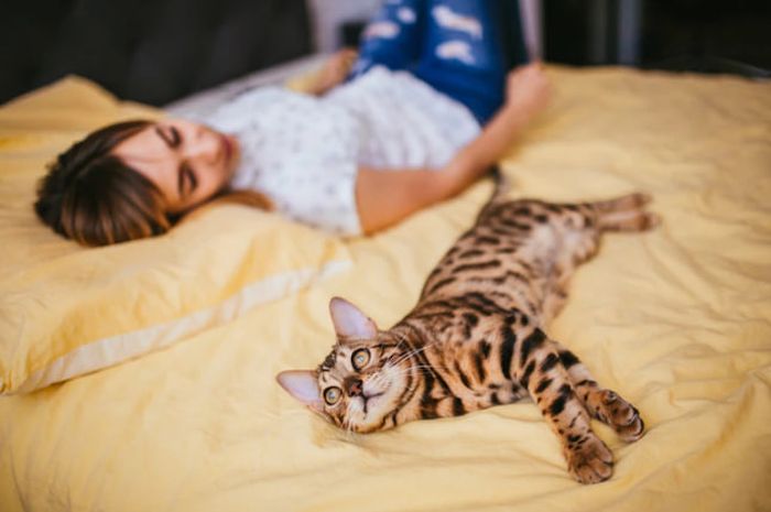 Bolehkah Kita Tidur Bersama Kucing di Kasur yang Sama? #AkuBacaAkuTahu ... Bolehkah Kita Tidur Bersama Kucing di Kasur yang Sama? #AkuBacaAkuTahu ...