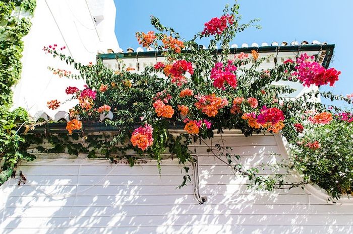 Tanaman Perdu: Manfaat, Contoh, dan Peranannya bagi Ekosistem - Kids