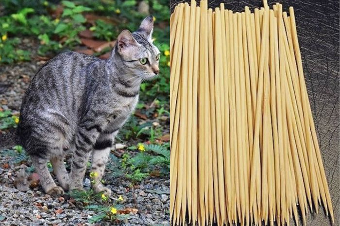 Cara Mencegah Kucing Liar Buang Kotoran Sembarangan di Pekarangan ...