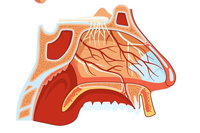 Persamaan serta Perbedaan Silia dan Lendir pada Organ Hidung Manusia - Bobo