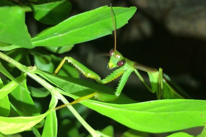 4 Kemampuan Unik Hewan, Ada Kamuflase Hingga Menggulung Diri - Bobo
