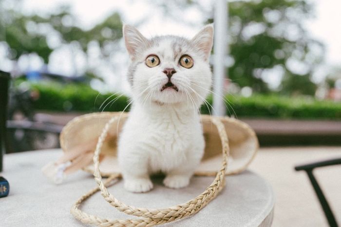 Padahal Bukan Namanya, Kenapa Semua Kucing Tertarik Jika Dipanggil Pus ...