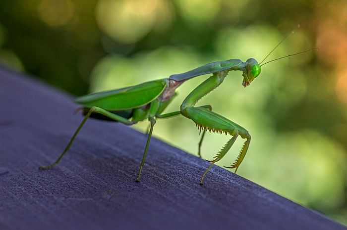 6 Fakta Unik Belalang Sembah, Dianggap Jelmaan Dewa hingga Predator ...