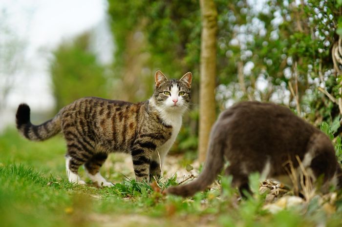 5 Cara Mudah Mencegah Kucing Liar Supaya Tidak Lagi Buang Kotoran di ...