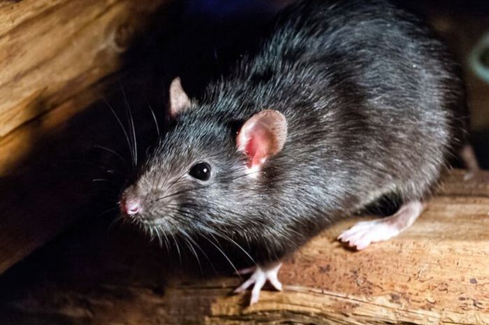 Tikus Got Bisa Lari Menjauh, Rahasianya Cuma Tabur 1 Bahan Murah ini di ... Tikus Got Bisa Lari Menjauh, Rahasianya Cuma Tabur 1 Bahan Murah ini di ...