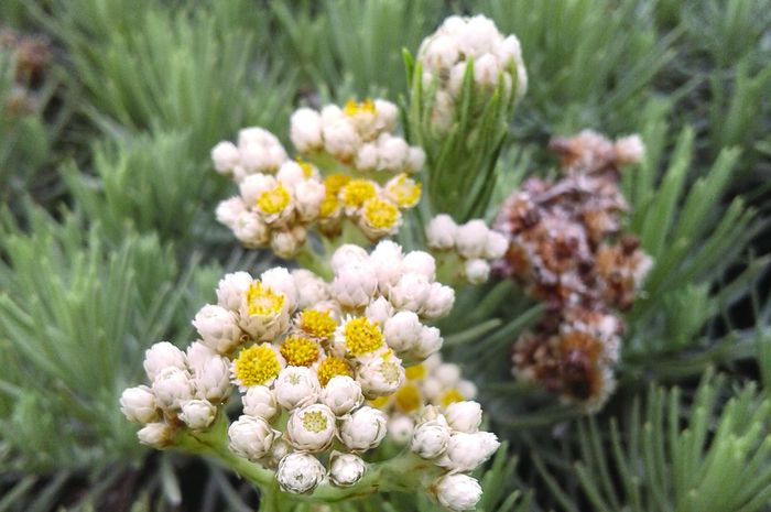 6 Lokasi Tempat Bunga Edelweis Tumbuh di Pegunungan Indonesia - Semua Halaman - Kids