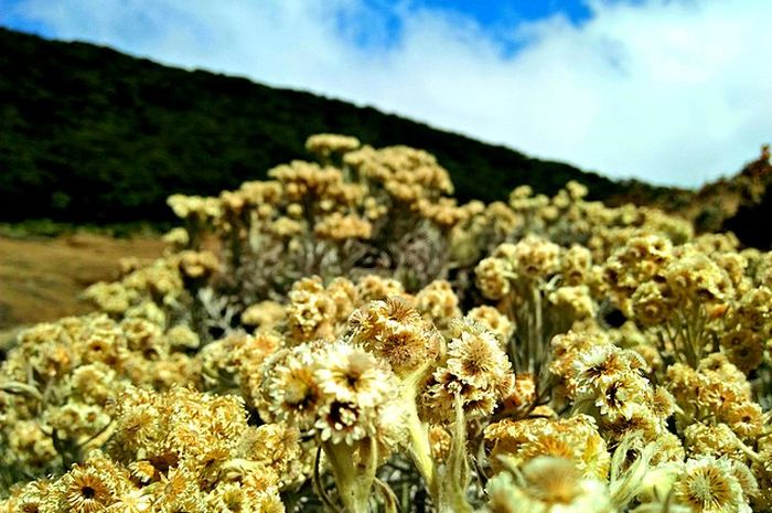 6 Jenis Bunga Edelweis di Dunia serta Daerah Persebarannya - Kids