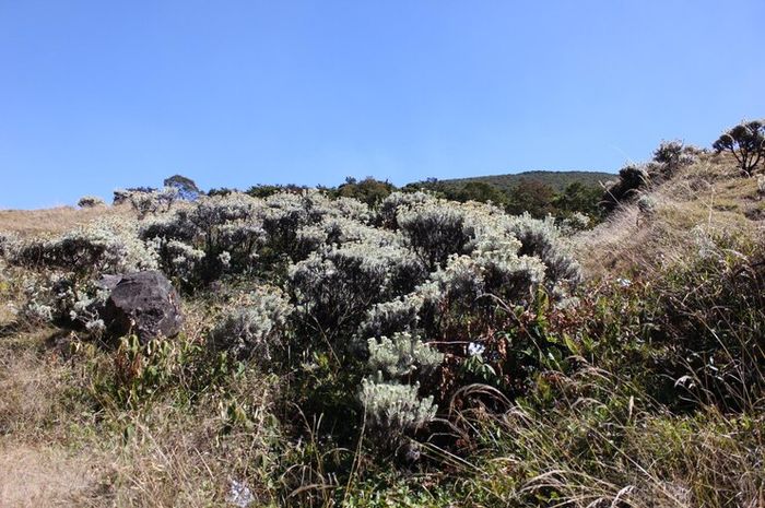 10 Fakta Menarik Edelweis, Bunga Simbol Keabadian yang Tumbuh di Puncak ...
