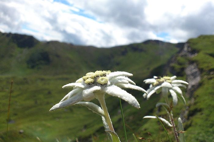 Apa Itu Edelweis Rawa? - Adjar