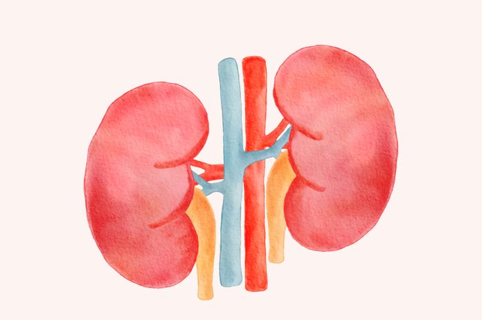 Mengenal Bagian-Bagian dari Ginjal Manusia dan Fungsinya, Materi IPA - Bobo
