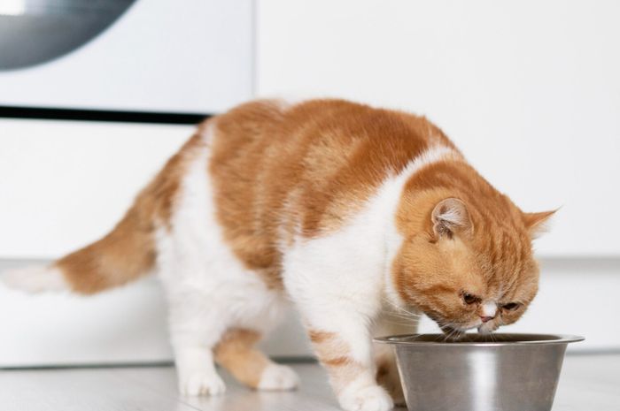 Terlihat Lucu Padahal Bahaya, Ini 4 Masalah Kesehatan pada Kucing Gemuk ...