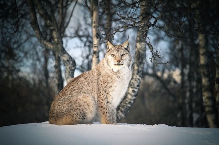 15 Fakta Menarik Kucing Lynx yang Hidup Menyendiri di Hutan Salju ...