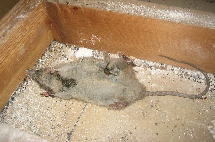 Bau Bangkai Tikus Susah Hilangnya, Kalau Disiram Pakai Cairan Alami ini ...