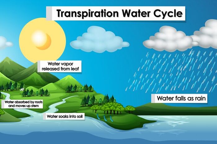 Bagaimana Proses Terjadinya Siklus Air? Materi Kelas 5 SD Tema 8 - Kids
