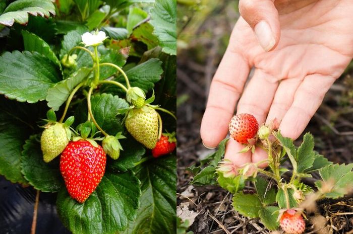 Di Depan Rumah Juga Bisa Subur, Cara Tanam Buah Stroberi di Daerah ...