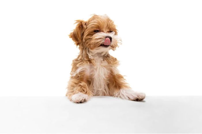 Lucu dan Menggemaskan, Ini 10 Ras Anjing yang Memiliki Tubuh Kecil - Kids