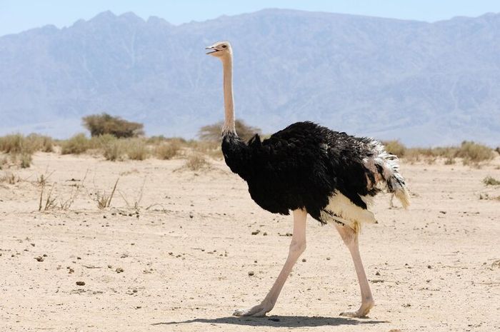 Burung Unta: Karakteristik, Habitat dan Makanan, serta Sejarah Budidaya ...