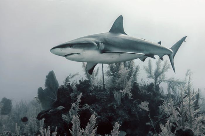 Mengenal Hiu Banteng, Spesies Ikan Hiu Paling Berbahaya di Dunia - Kids