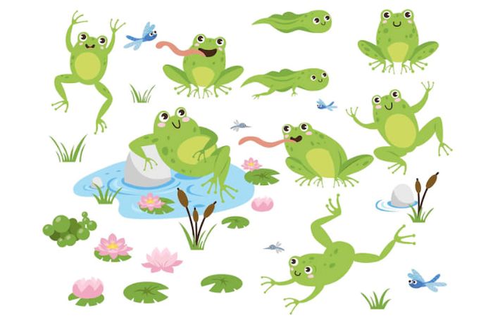 Bagaimana Katak Bermetamorfosis? Ini 4 Tahap yang Dilaluinya - Kids