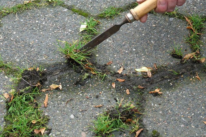 Tak Perlu Dicungkil, Cara Membasmi Rumput Liar di Sela-sela Paving ...