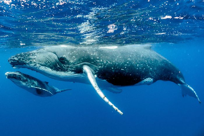 Paus Biru dapat Membantu Mengatasi Perubahan Iklim, Bagaimana Caranya ...