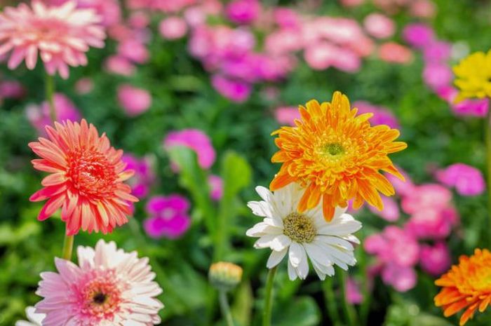 Mengenal 10 Bunga Nasional dari Berbagai Negara di ASEAN - Kids