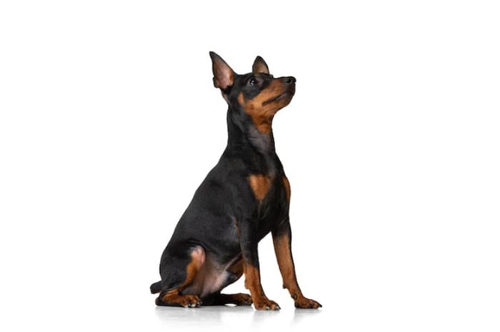 5 Ras Anjing yang Mirip Doberman, Salah Satunya German Pinscher - Kids