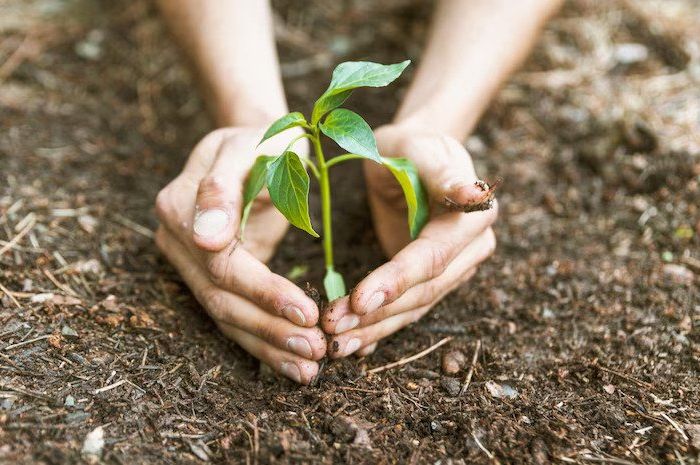 Apa Itu Kegiatan Reboisasi? Ini Pengertian dan 10 Manfaatnya - Kids