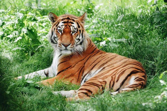 Mengapa Kita Tidak Boleh Memelihara Satwa Dilindungi? Ini 4 Alasan ...