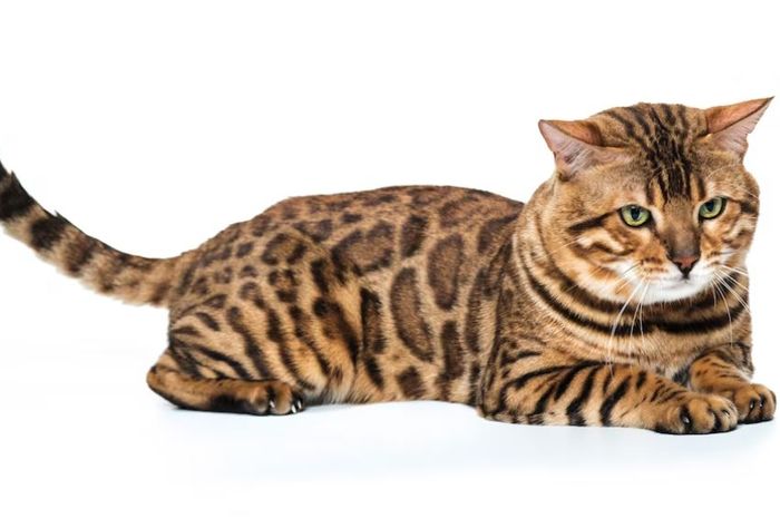 Harganya Bisa Miliaran Setara dengan Mobil Mewah, Ini Dia 3 Jenis ...