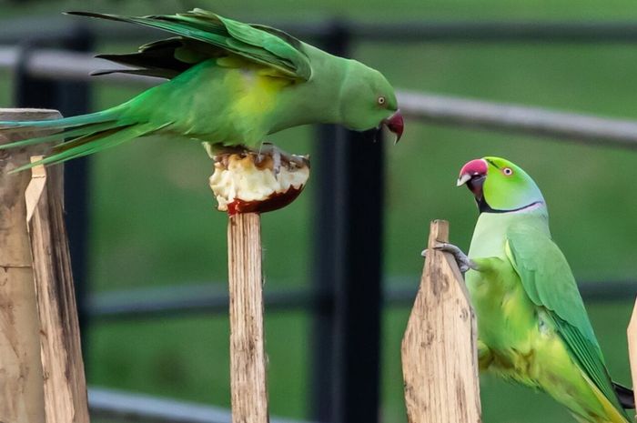 5 Fakta Unik Burung Nuri, Bisa Tirukan Suara hingga Umur yang Panjang ...