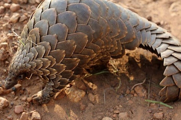 5 Fakta unik Trenggiling, Satu-satunya Mamalia Besar yang Bersisik - Bobo