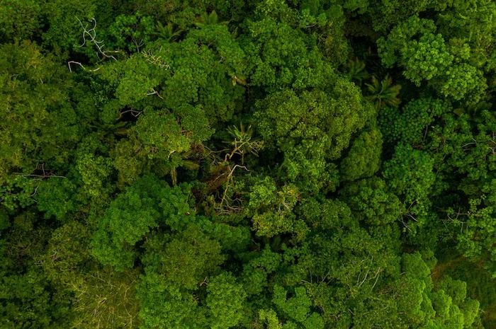 8 Jenis Hutan yang Tersebar di Wilayah Indonesia, Geografi Kelas 11 SMA ...